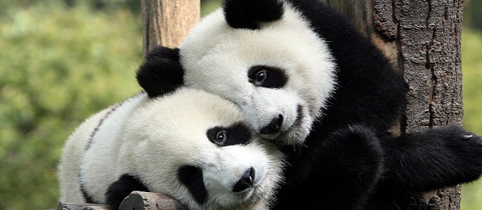 20 Interesting Giant Panda Facts | Fun Facts About